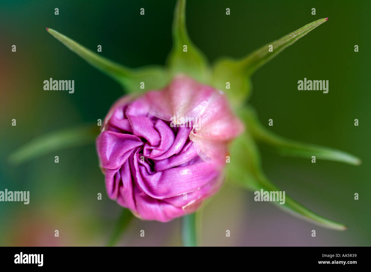 Pink Cosmos Flower Bidens Formosa bud opening Stock Photo - Alamy