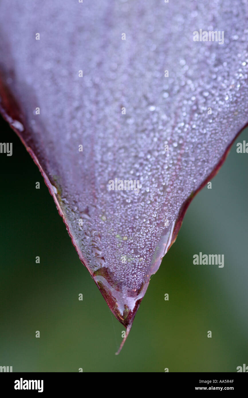 Bottom of the leaf hi-res stock photography and images - Alamy