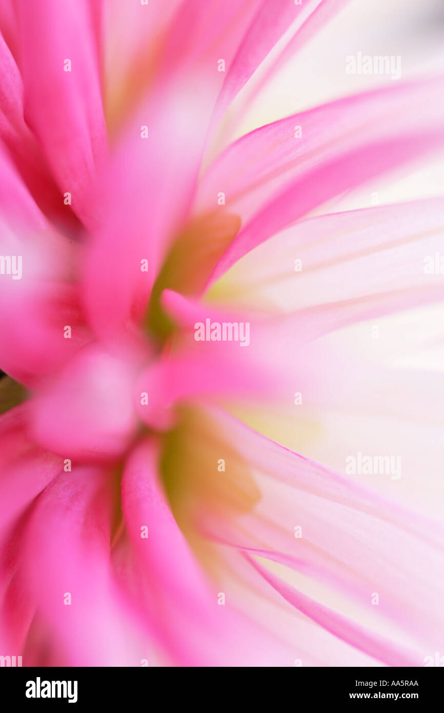 Translucent flower hi-res stock photography and images - Alamy