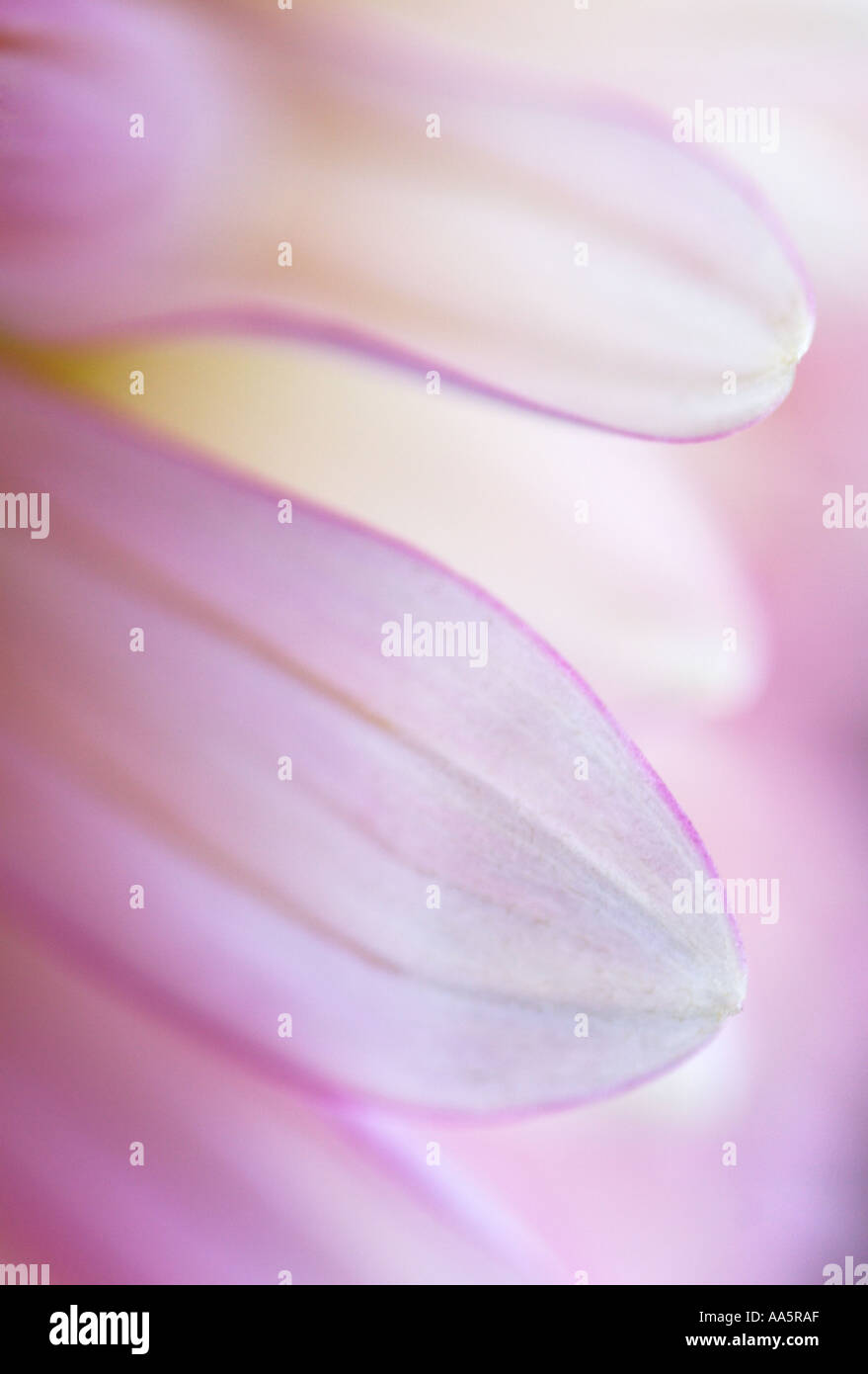 Close up of translucent pink Dahlia flower petals Stock Photo - Alamy