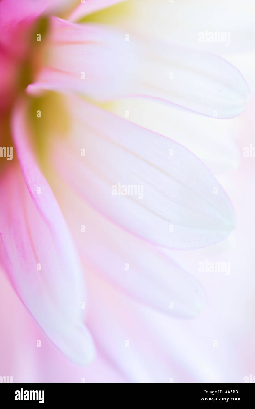 Translucent petals hi-res stock photography and images - Alamy