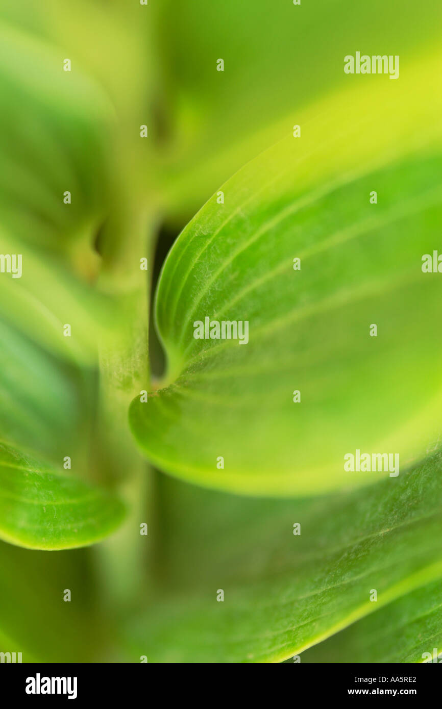 Lush green stem and leaves of Lily Lilium Flower Stock Photo - Alamy