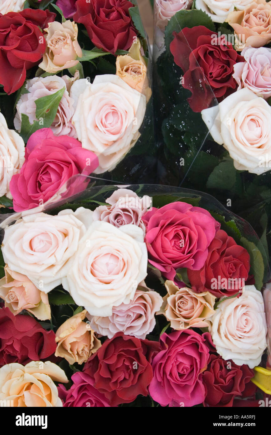 Amsterdam roses hi-res stock photography and images - Alamy