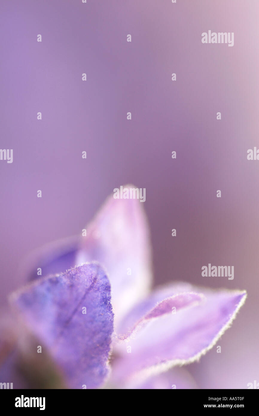 Intimate flower hi-res stock photography and images - Alamy