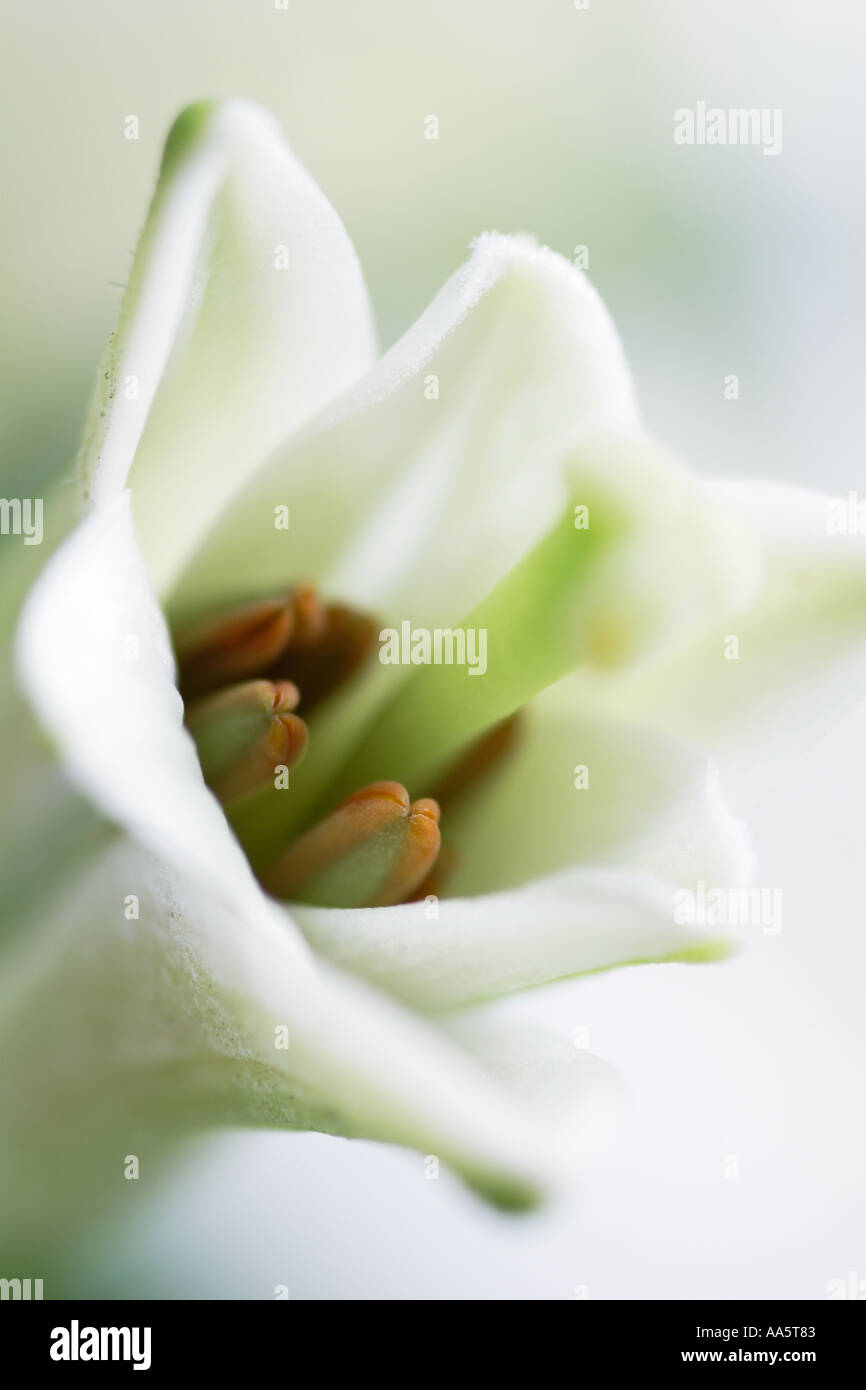 New lily hi-res stock photography and images - Alamy
