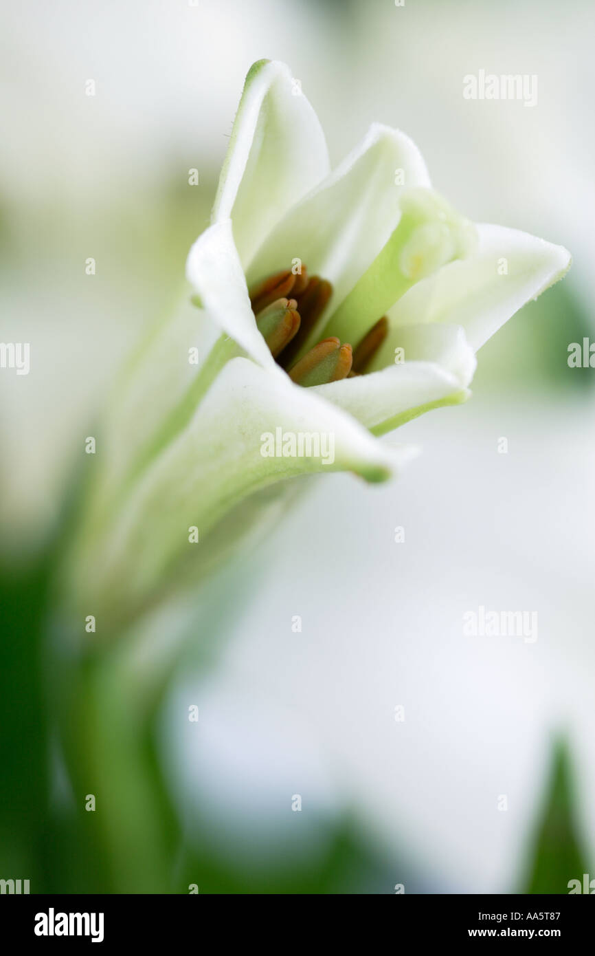 New lily hi-res stock photography and images - Alamy