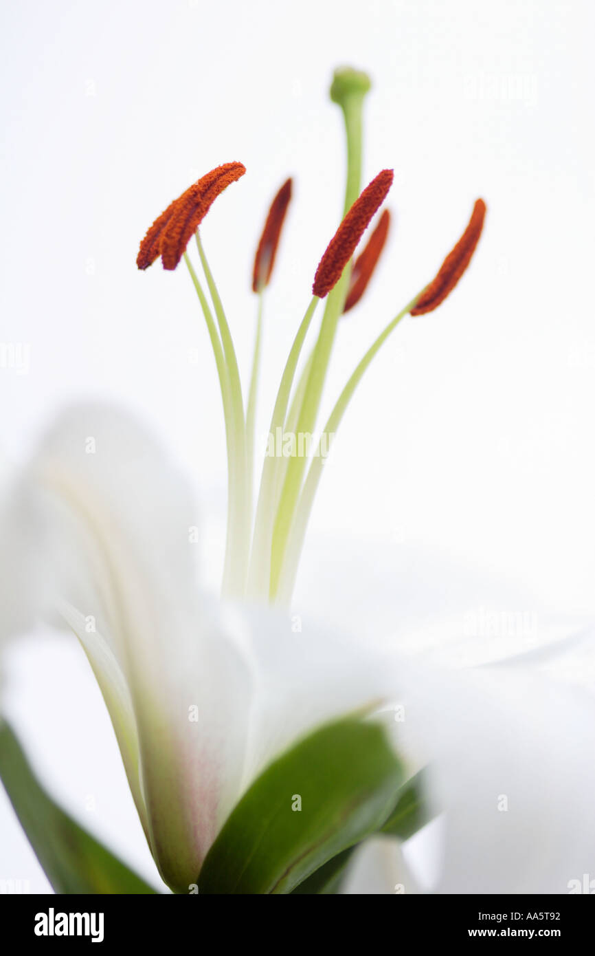 Cut Out of White Lily Flower Stock Photo - Alamy