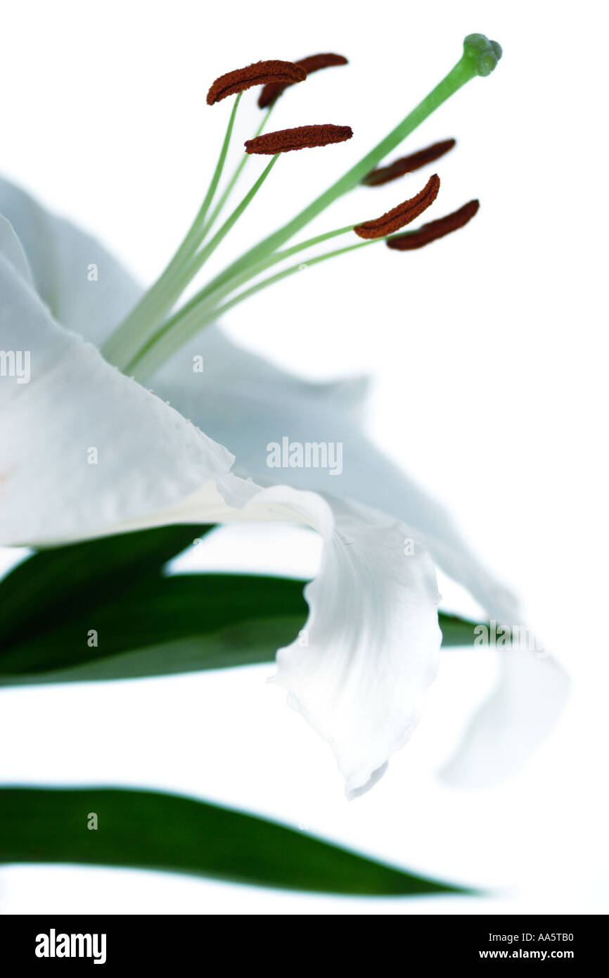 Lily cut out hi-res stock photography and images - Alamy