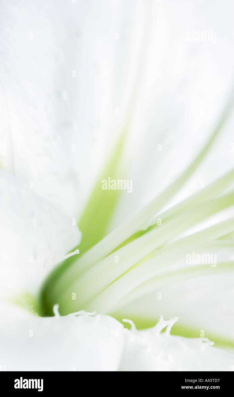 Pure lily hi-res stock photography and images - Alamy