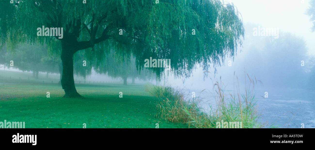 Weeping willow tree by the size of a frosty stream, early one foggy ...