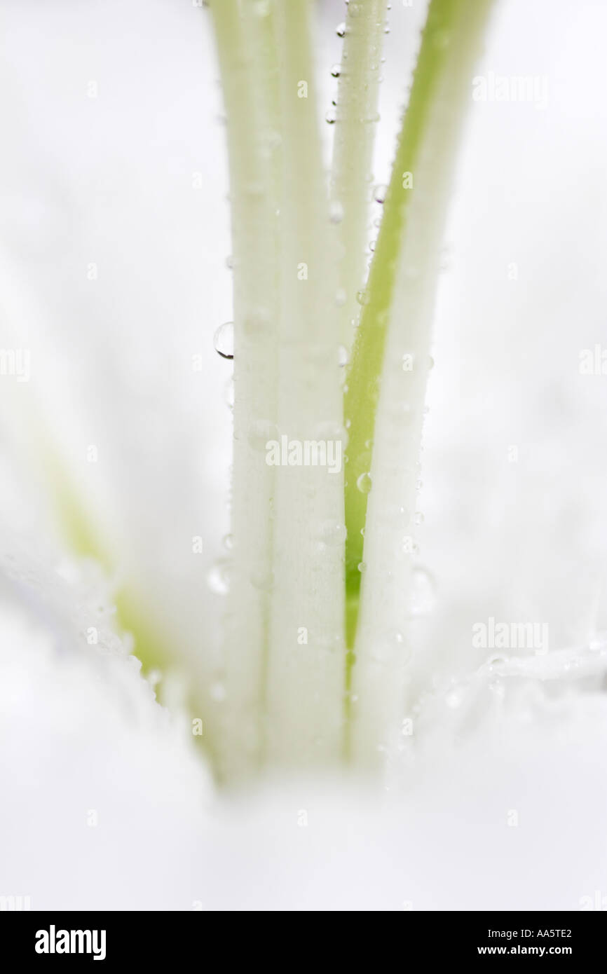 Intimate close up of stamens of pure white lily Stock Photo - Alamy