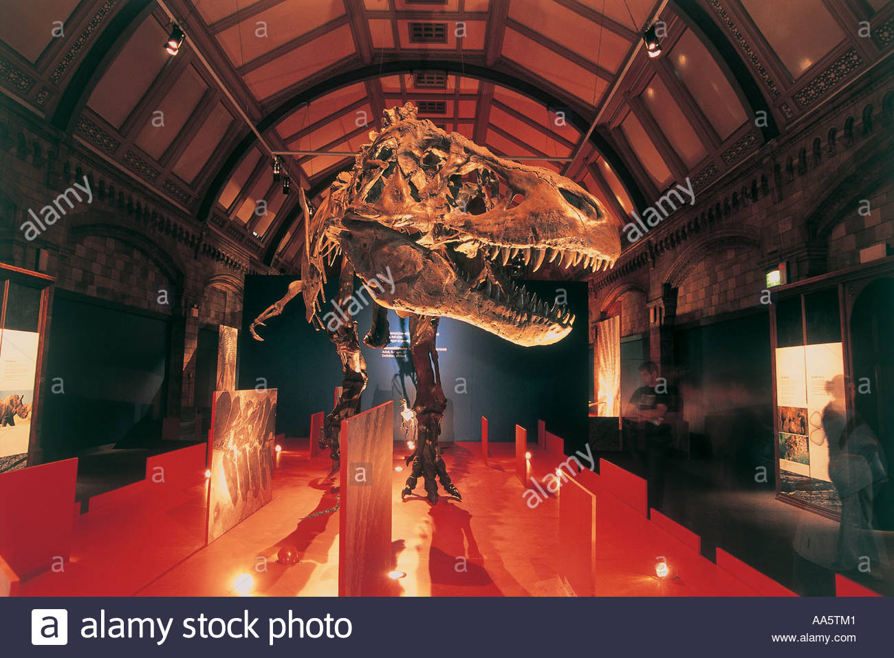 History Museum London Tyrannosaurus Rex Stock Photos & History Museum ...