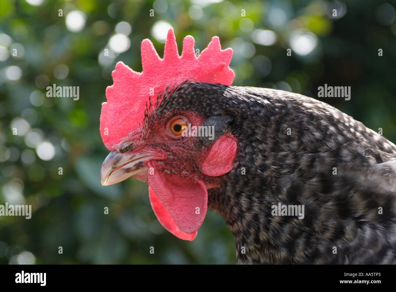 Speckled maran chicken hi-res stock photography and images - Alamy