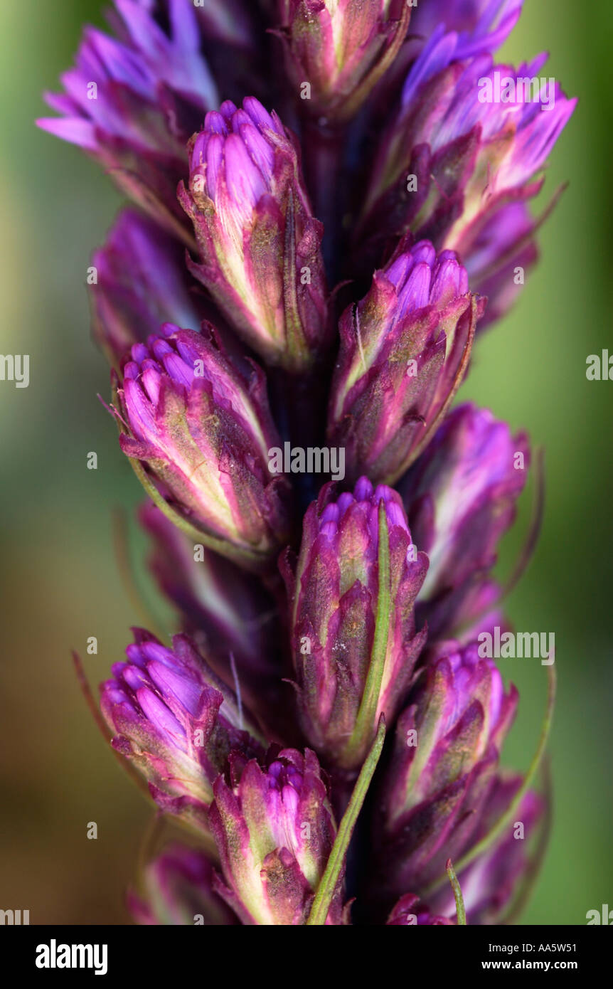 Close up of purple blazing stars Liatris spicata Flower Stock Photo - Alamy