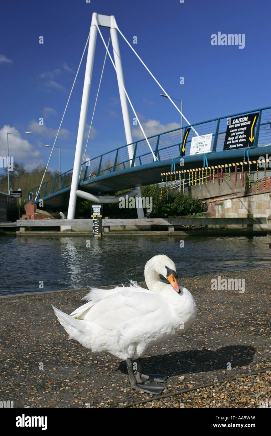 A white swan stands infront of the Wroxham village pedestrian bridge ...