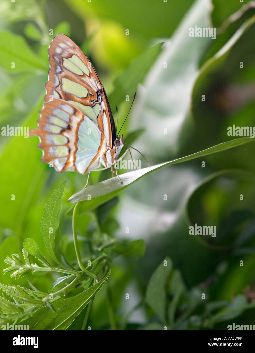 A relatively close up of the head of a monarch butterfly face on ...