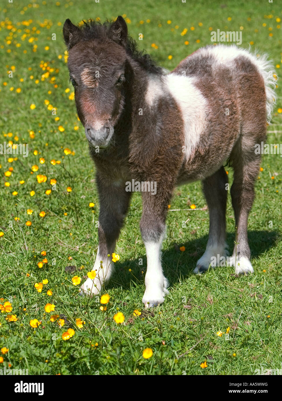 A miniature foal pony in a field of yellow buttercups with the ...