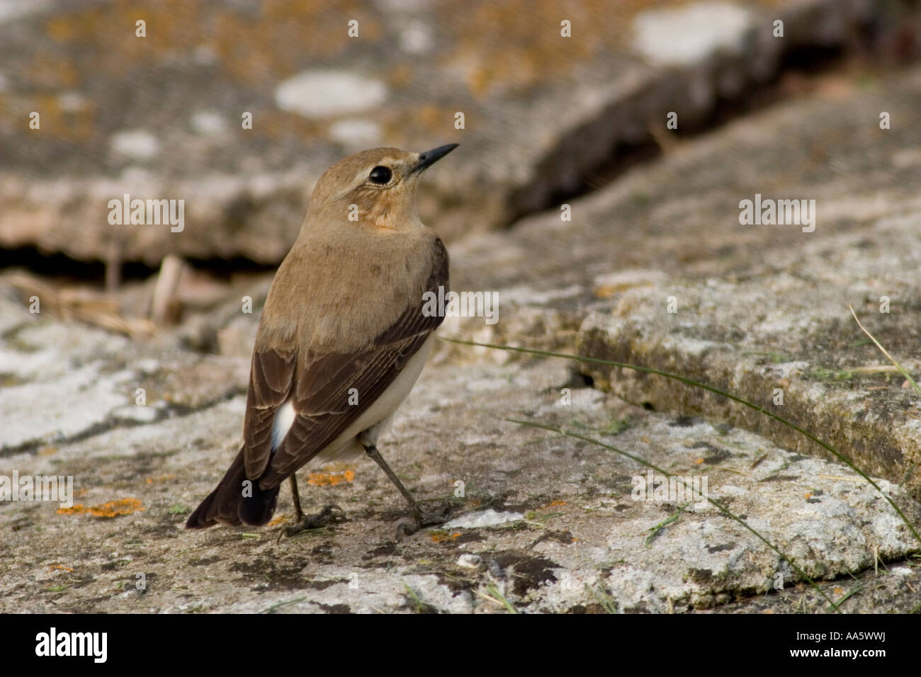 Sylvia borin Warbler, the garden warbler Stock Photo - Alamy