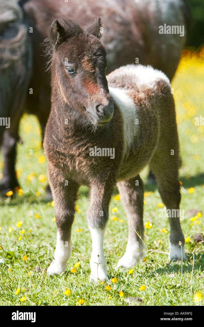 Tiny horse hi-res stock photography and images - Alamy