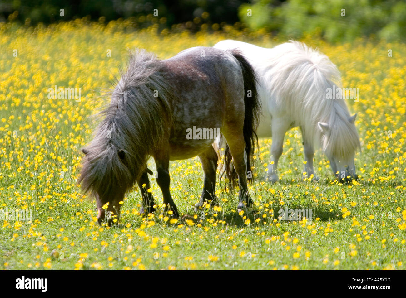 miniature white and pied ponies in a field of yellow buttercups with ...