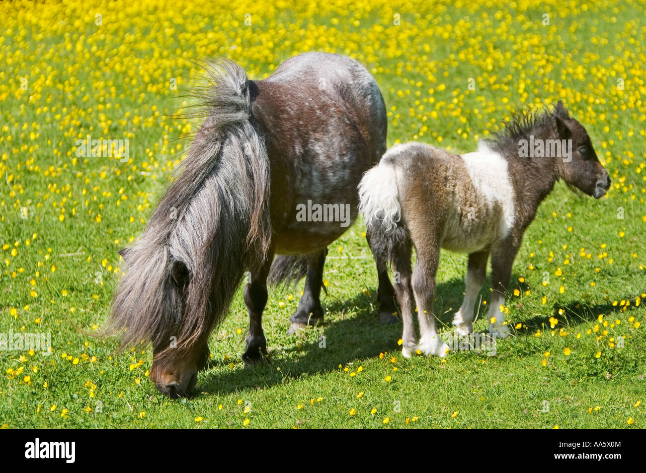 Miniature Pony Stock Photos & Miniature Pony Stock Images - Alamy