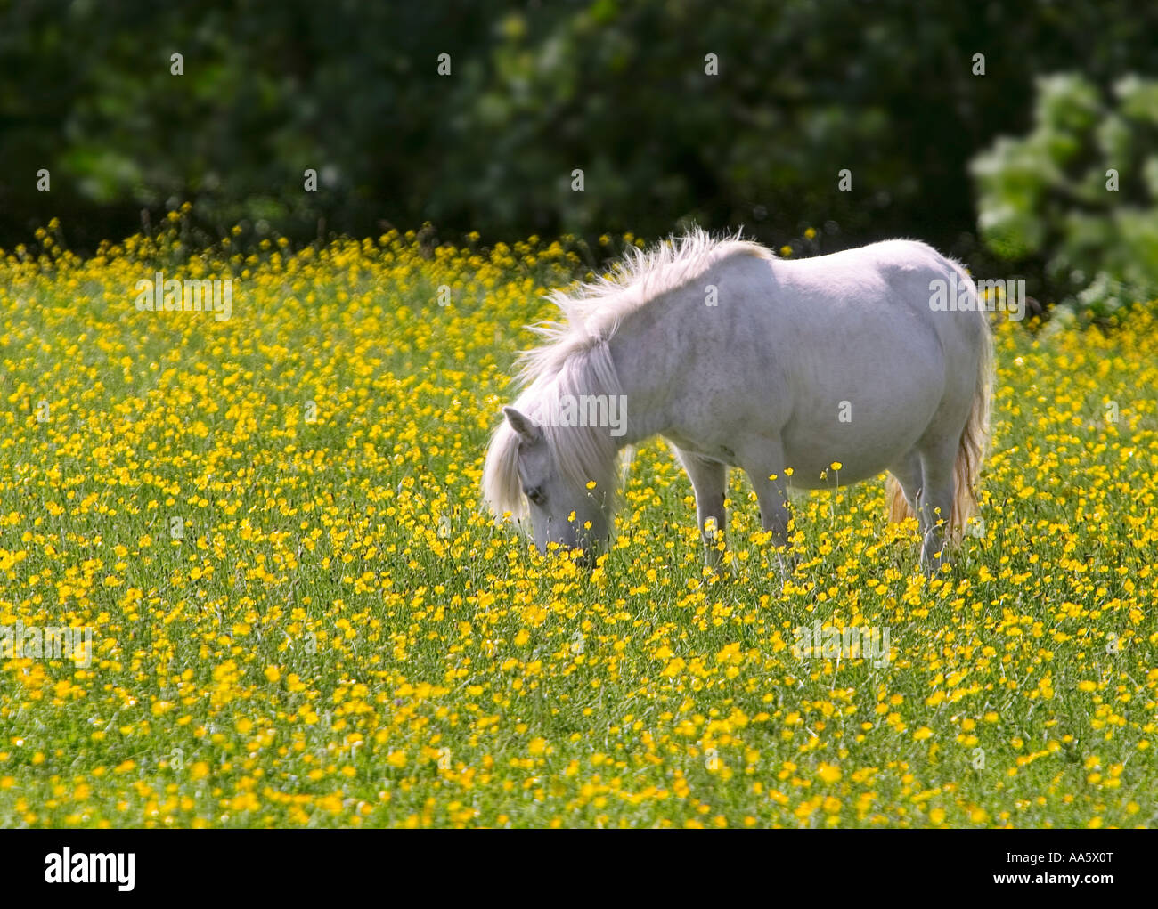 A miniature white pony in a field of yellow buttercups with the ...