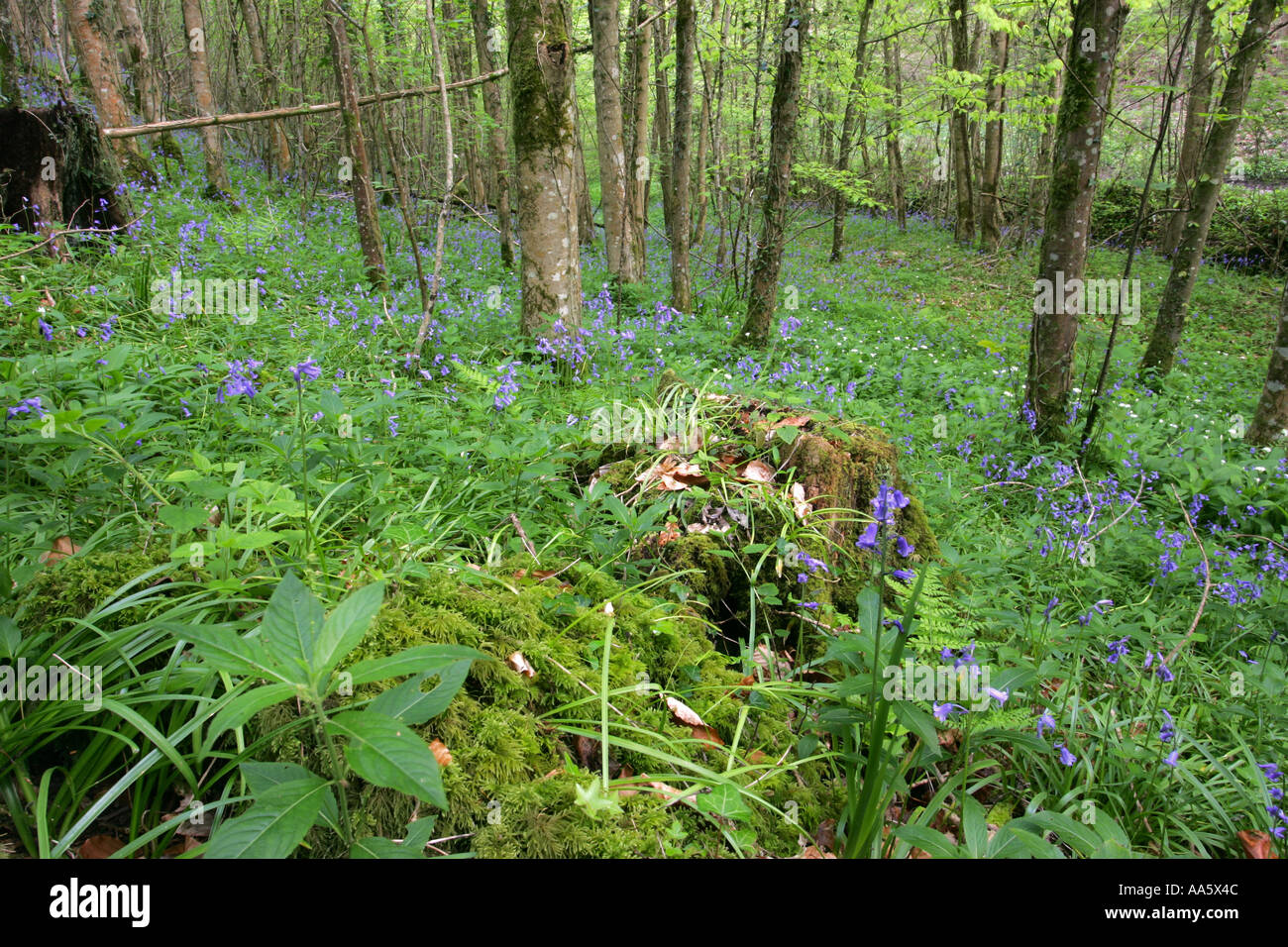 Lush green moss covers an old tree stump in a South Devon bluebell wood ...