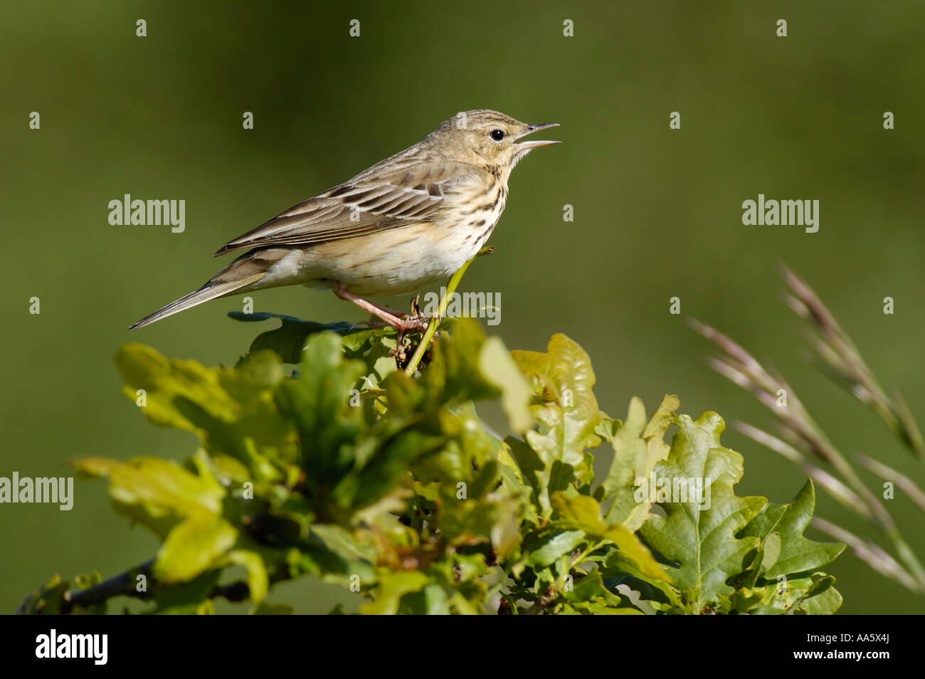 Tree Pipit Anthus trivialis Singing on Oak tree Stock Photo - Alamy