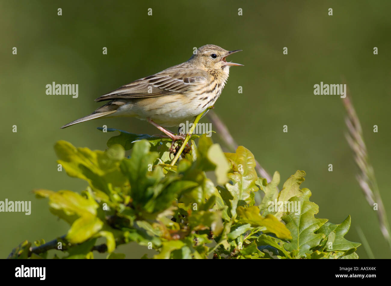 Tree pipit bird singing summer hi-res stock photography and images - Alamy