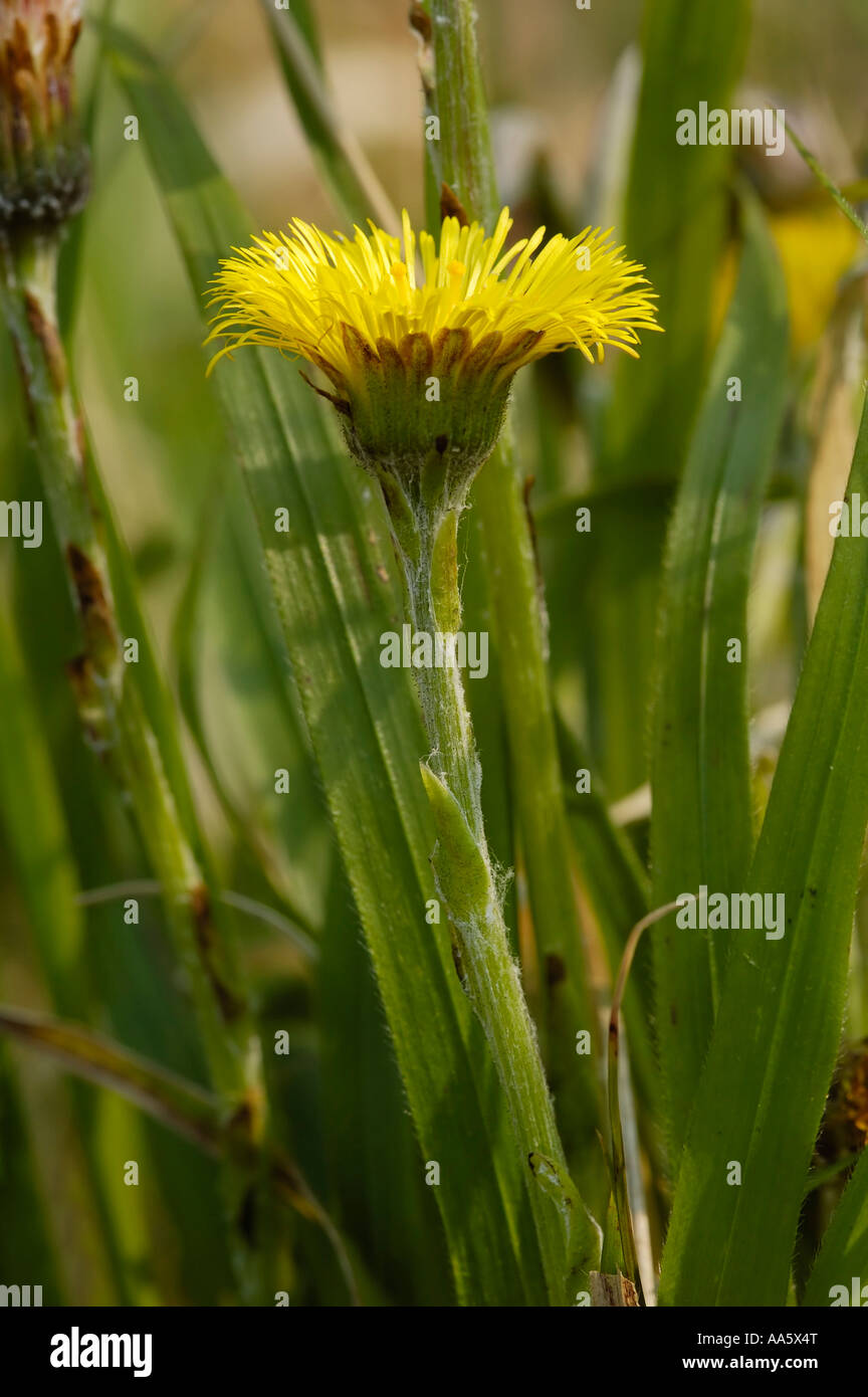 Colt s foot hi-res stock photography and images - Alamy
