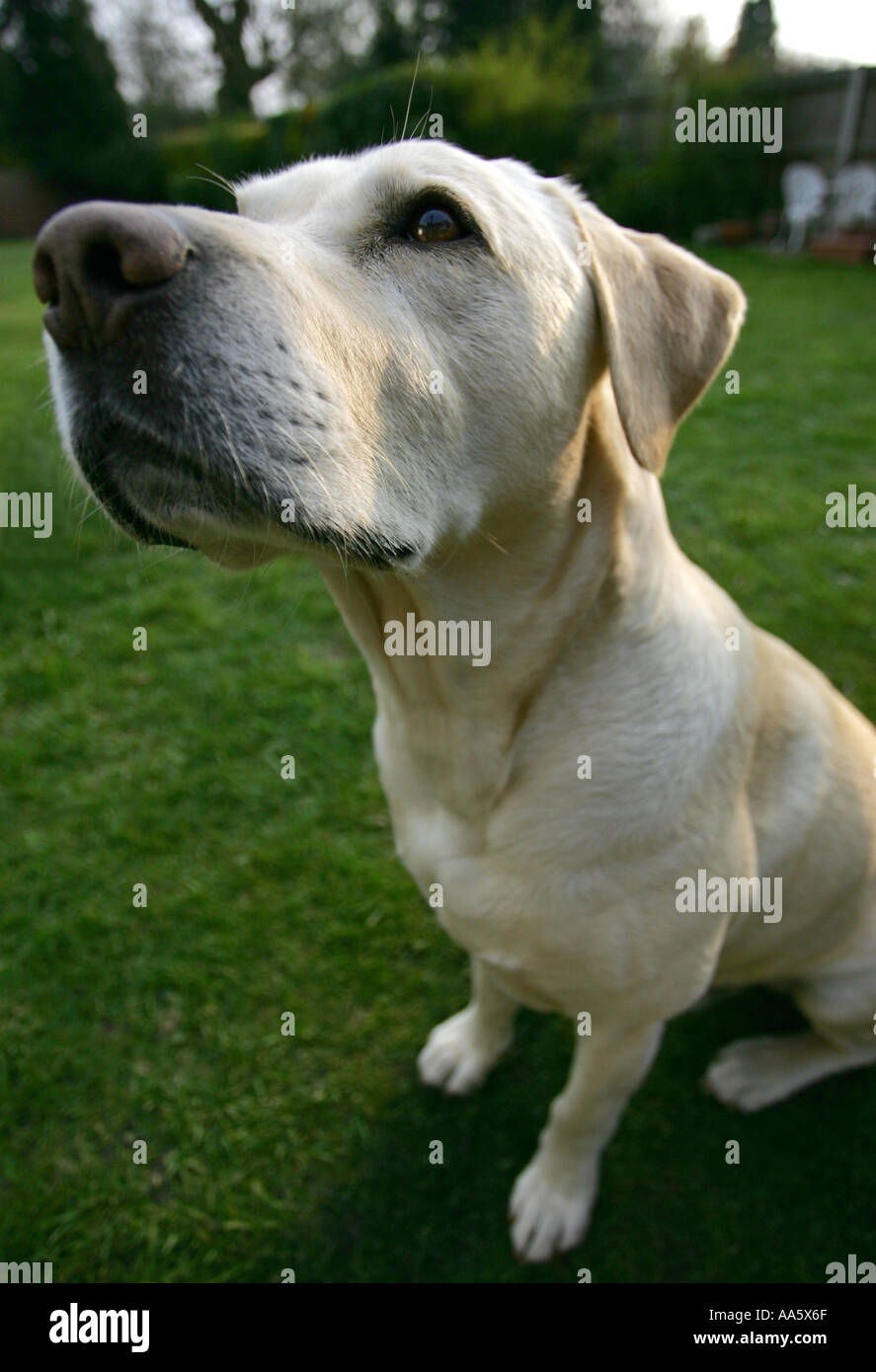 Closeup of a cute adult male golden labrador dog sitting obediently in ...