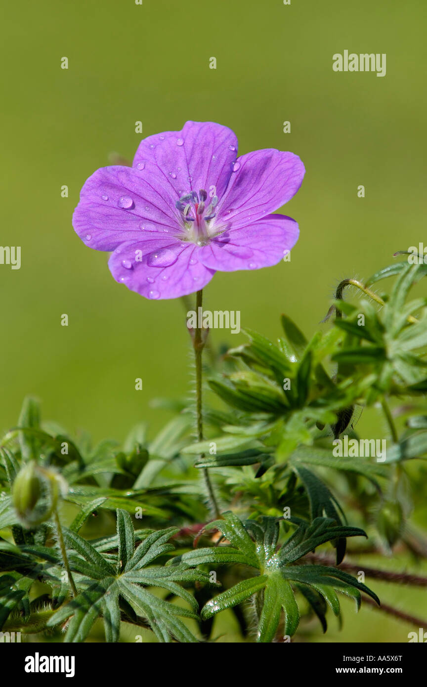Single purple flower hi-res stock photography and images - Alamy