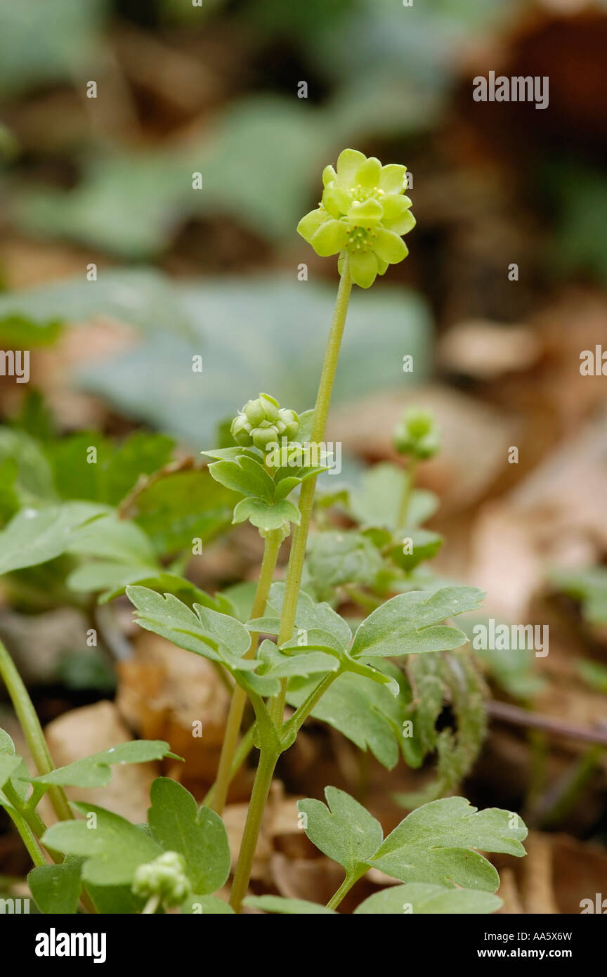 Moschatel adoxa moschatellina hi-res stock photography and images - Alamy