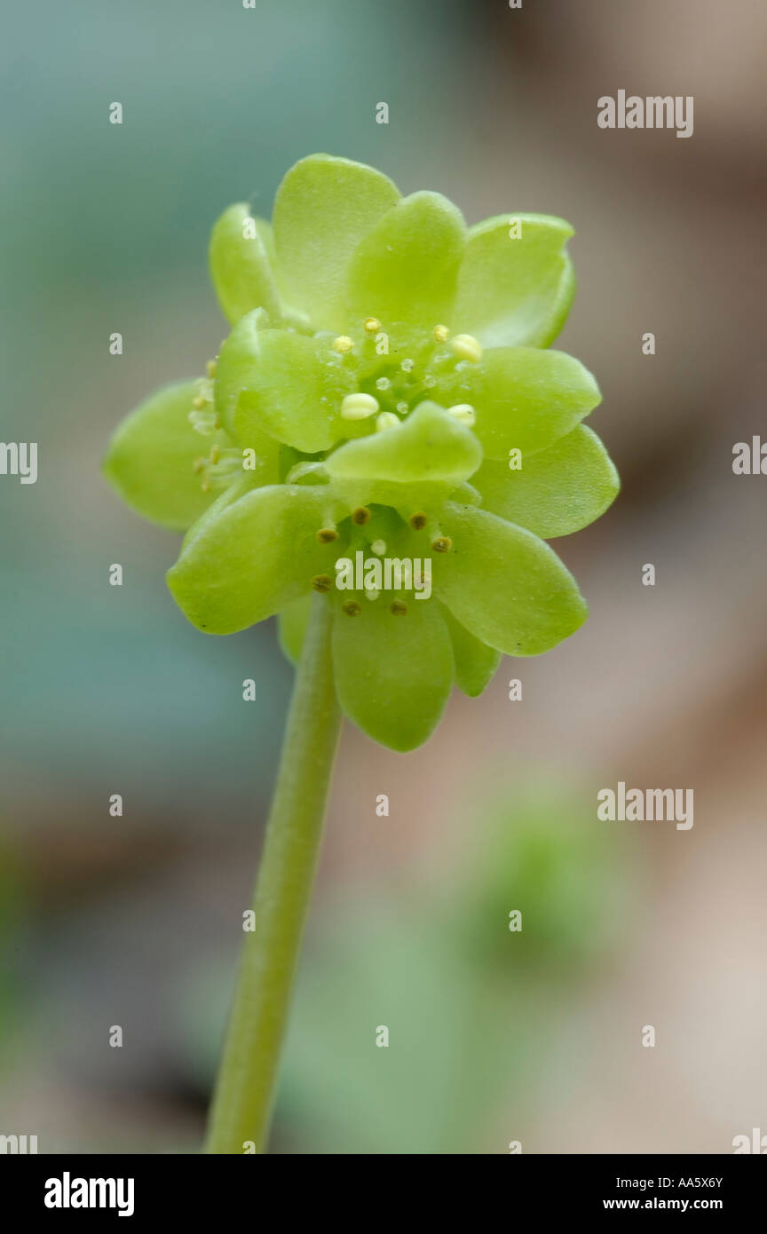 Moschatel adoxa moschatellina hi-res stock photography and images - Alamy