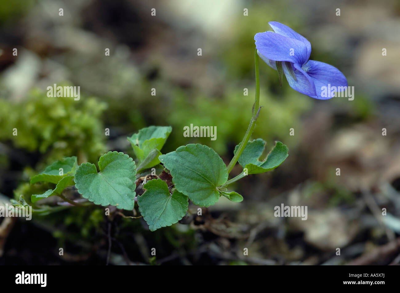 Common Dog violet Viola riviniana Whole plant with flower Stock Photo ...