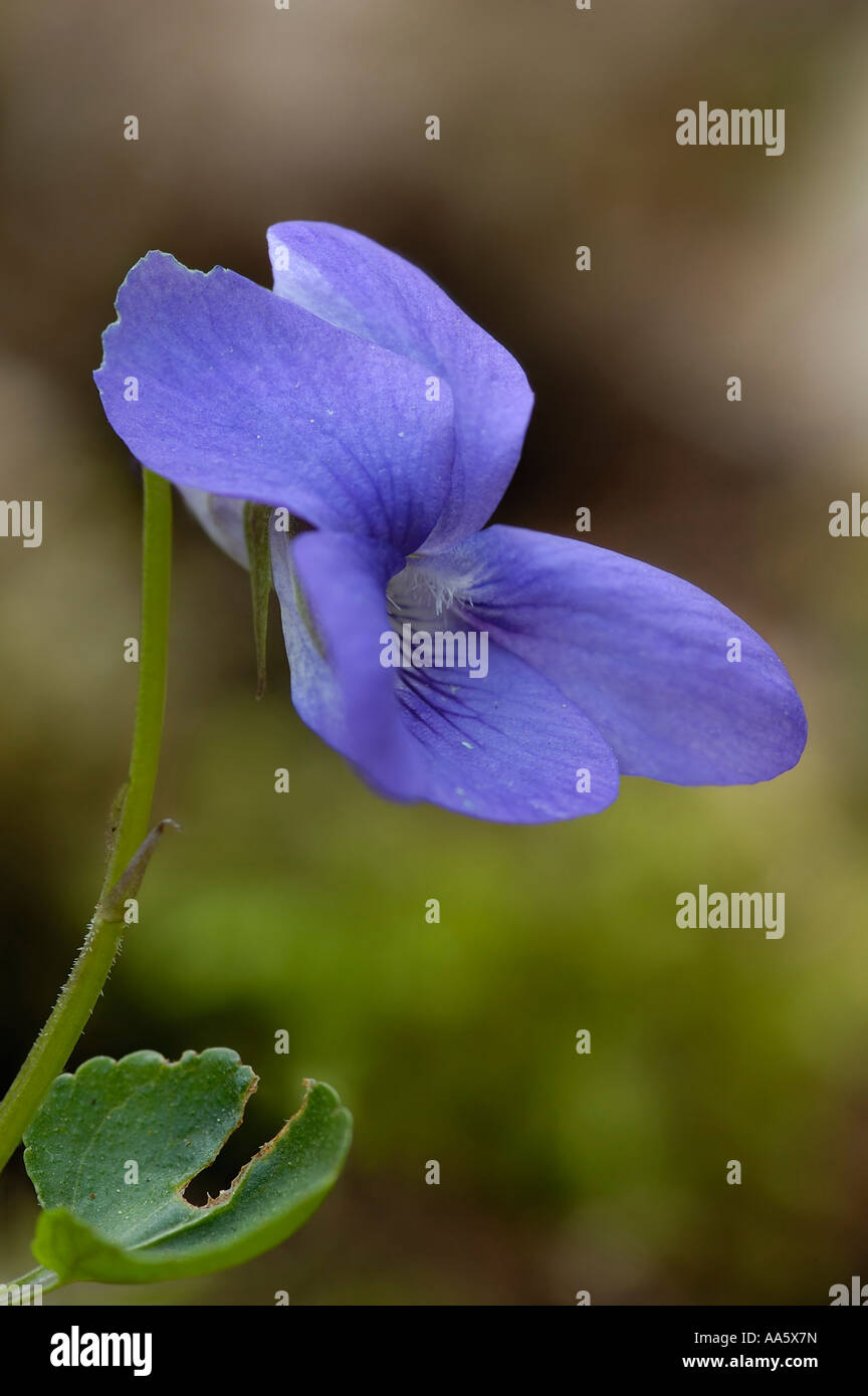Common Dog violet Viola riviniana Close up of single flower Stock Photo ...