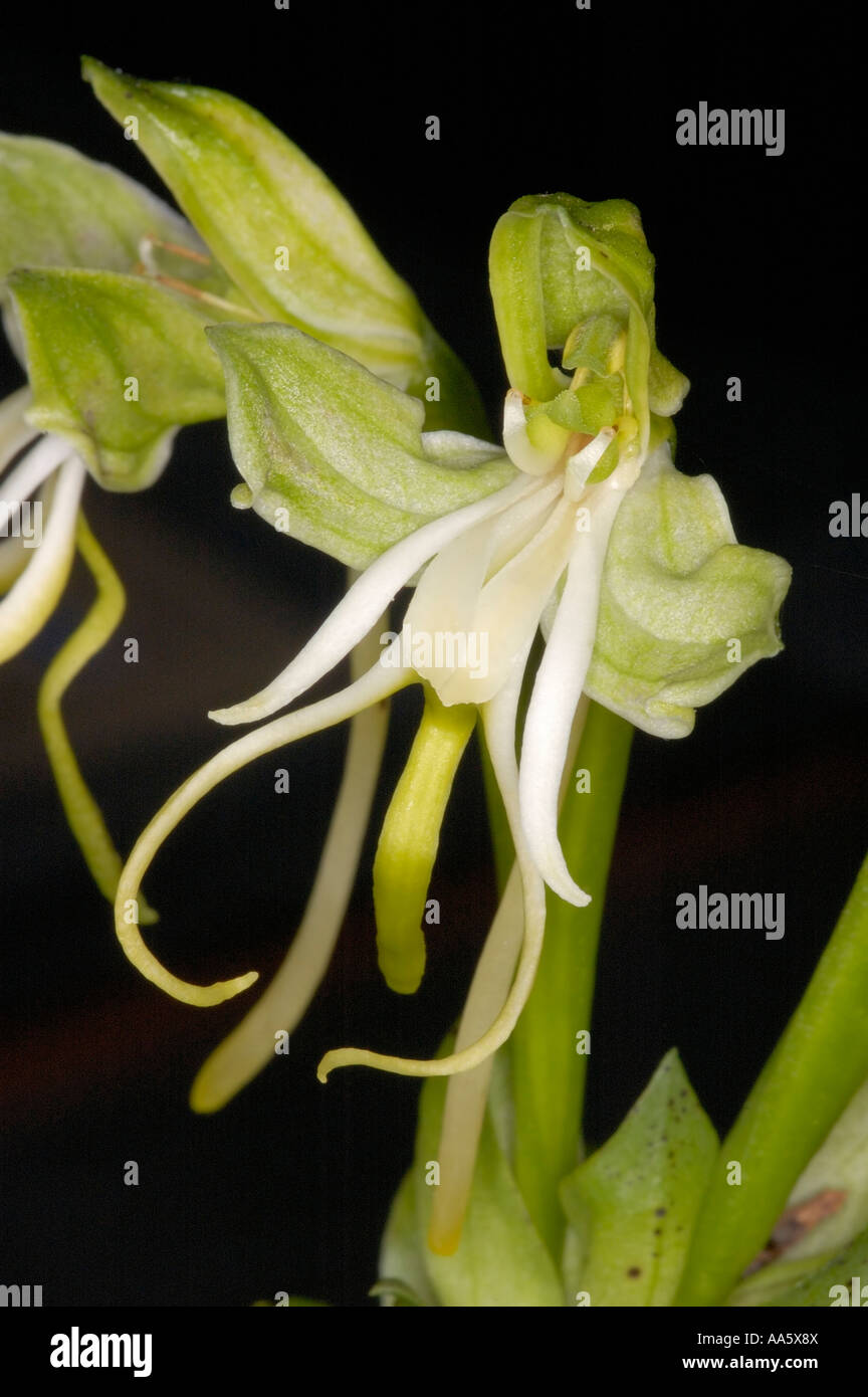 Exotic orchid Bonatea speciosa Stock Photo - Alamy