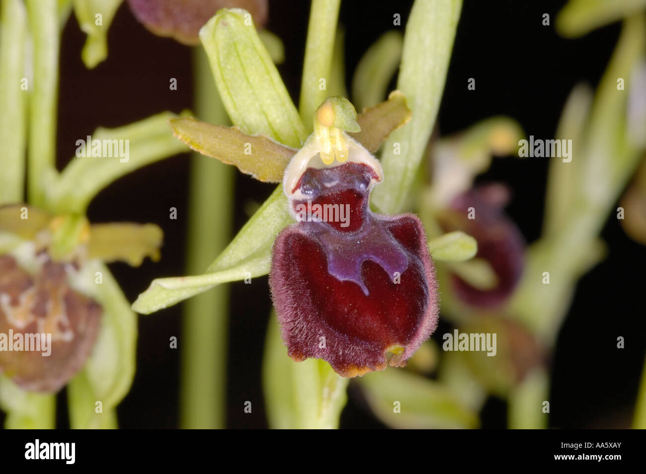 Provincialis hi-res stock photography and images - Alamy