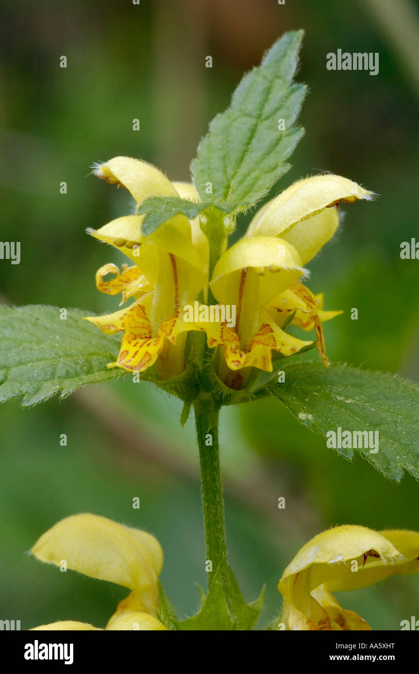 Yellow Archangel Lamiastrum galeobdolon Stock Photo - Alamy