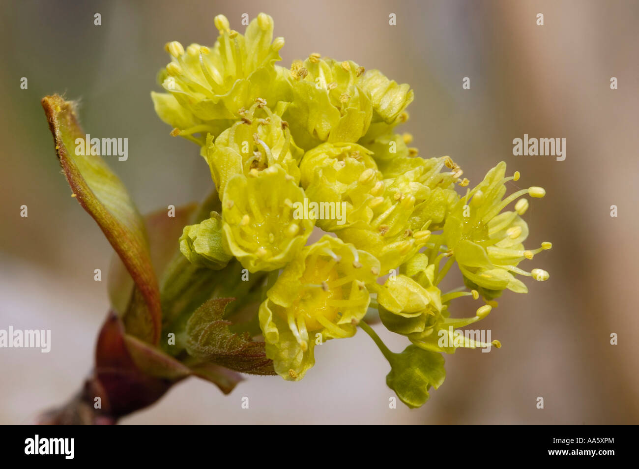 Norway Maple flower Acer platanoides Stock Photo - Alamy