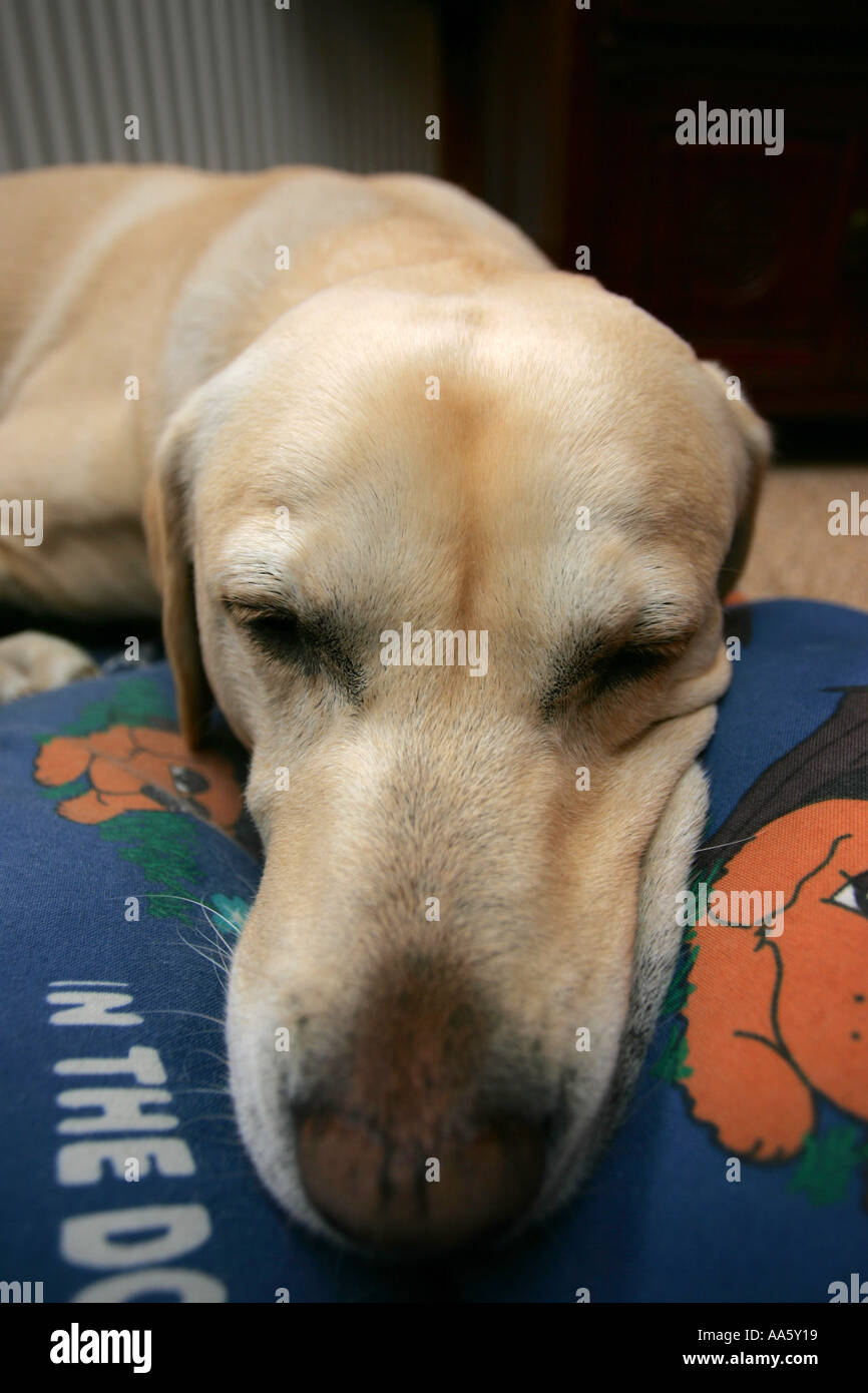 Are Labradors Gentle