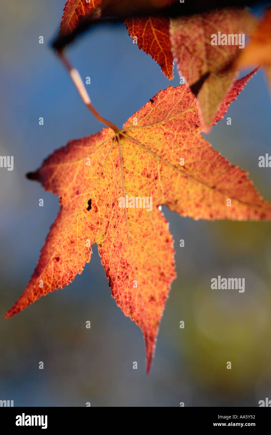 Autumn maple leaf lit from behind hanging from tree Stock Photo - Alamy