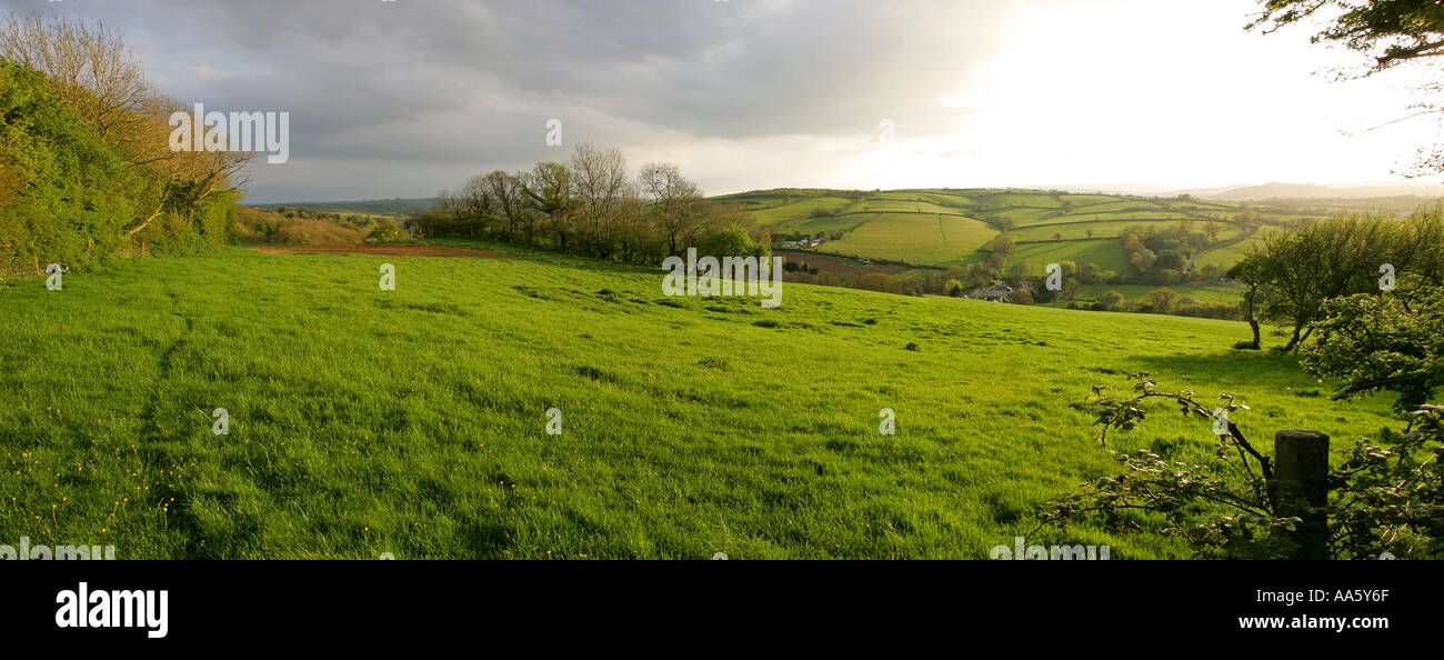 Panoramic lush green typical Devonshire pasture land on a farm in the ...