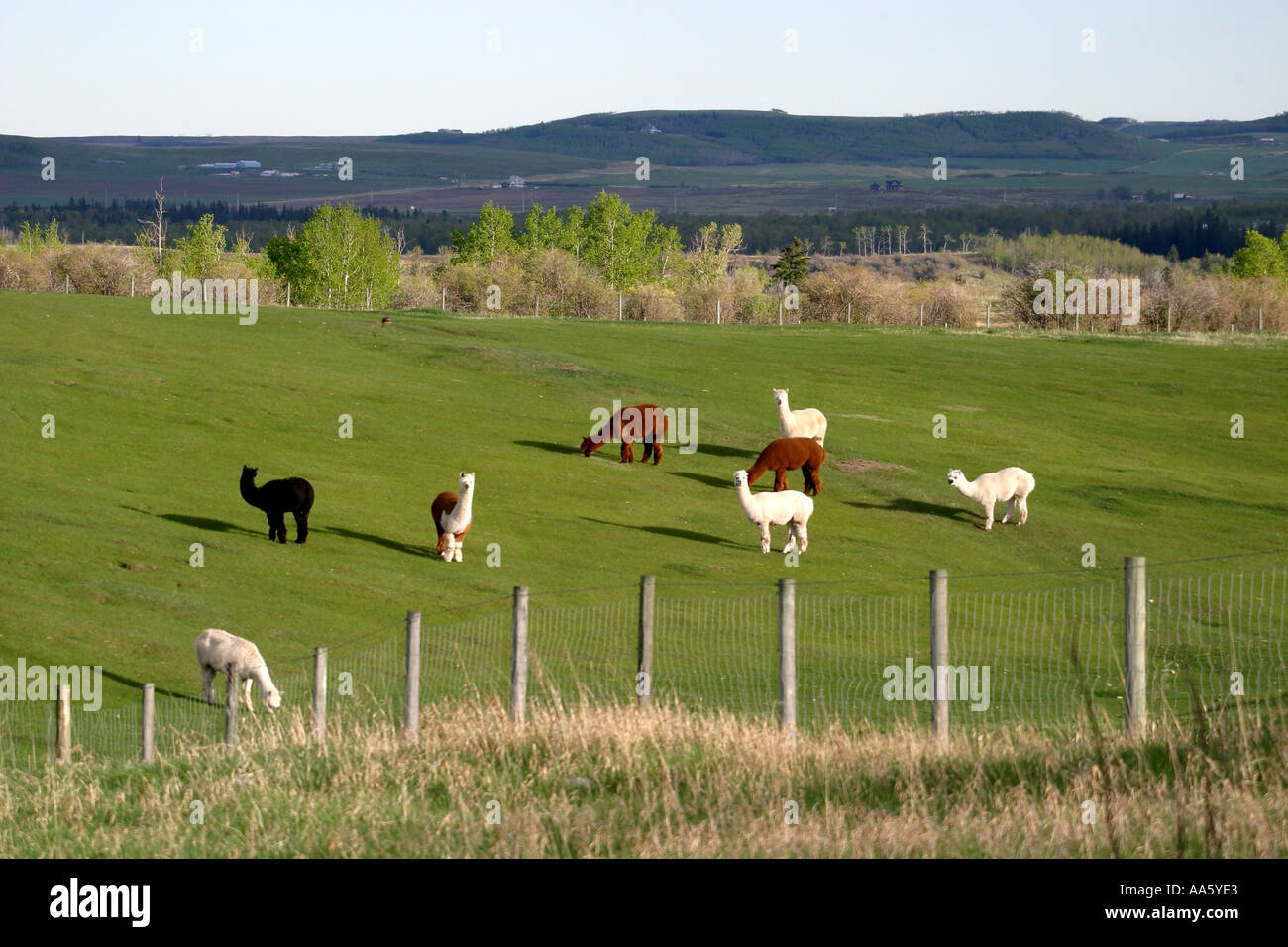 Alpaca ranch in southern Alberta Canada Stock Photo - Alamy