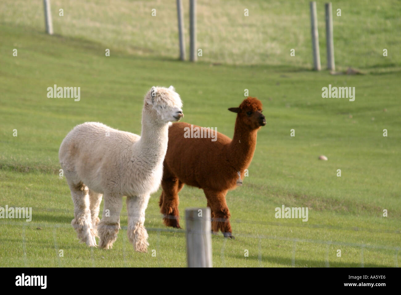 Alpaca ranch in southern Alberta Canada Stock Photo - Alamy