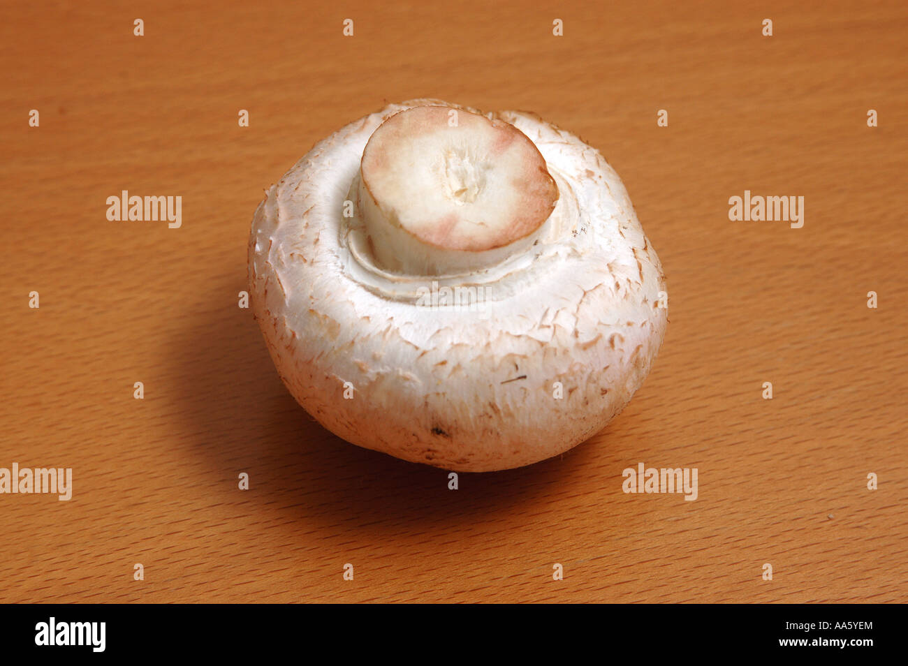 ANG103753 Vegetable white button mushroom shape bottom side round Stock ...