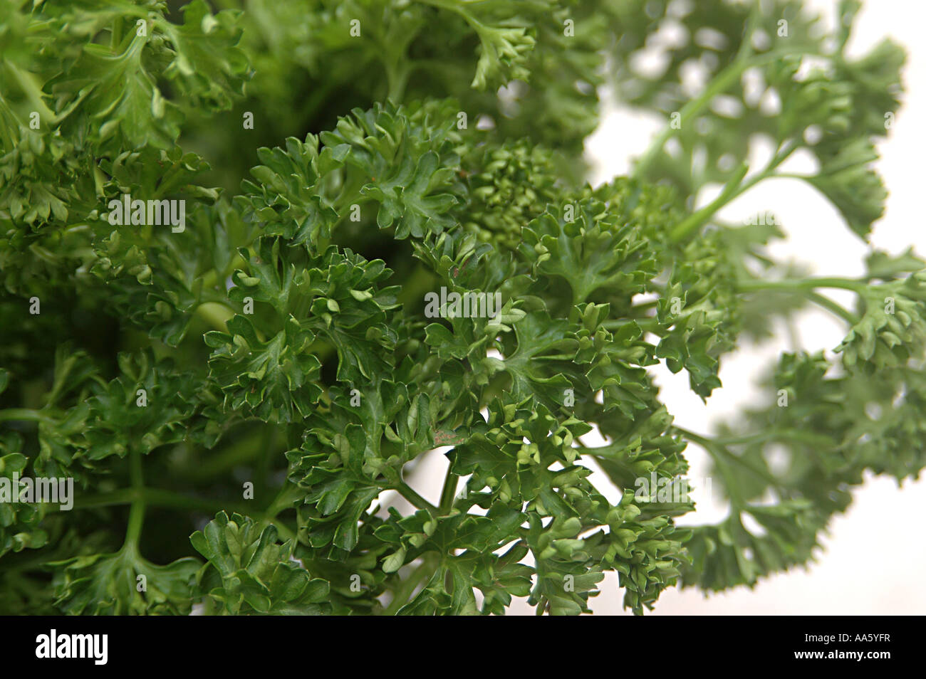 Parsley detail leaves hi-res stock photography and images - Alamy