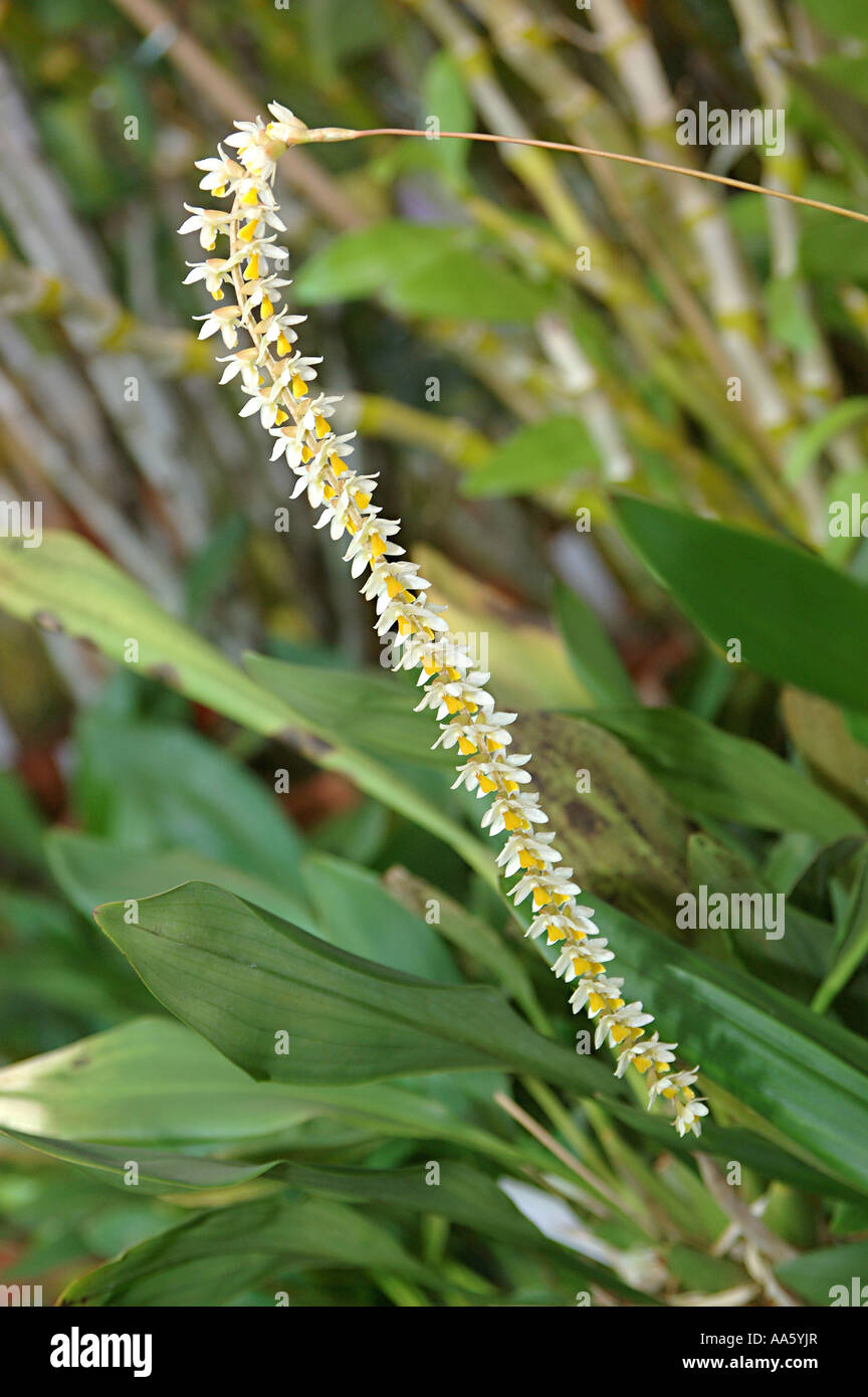 Filiforme High Resolution Stock Photography and Images - Alamy