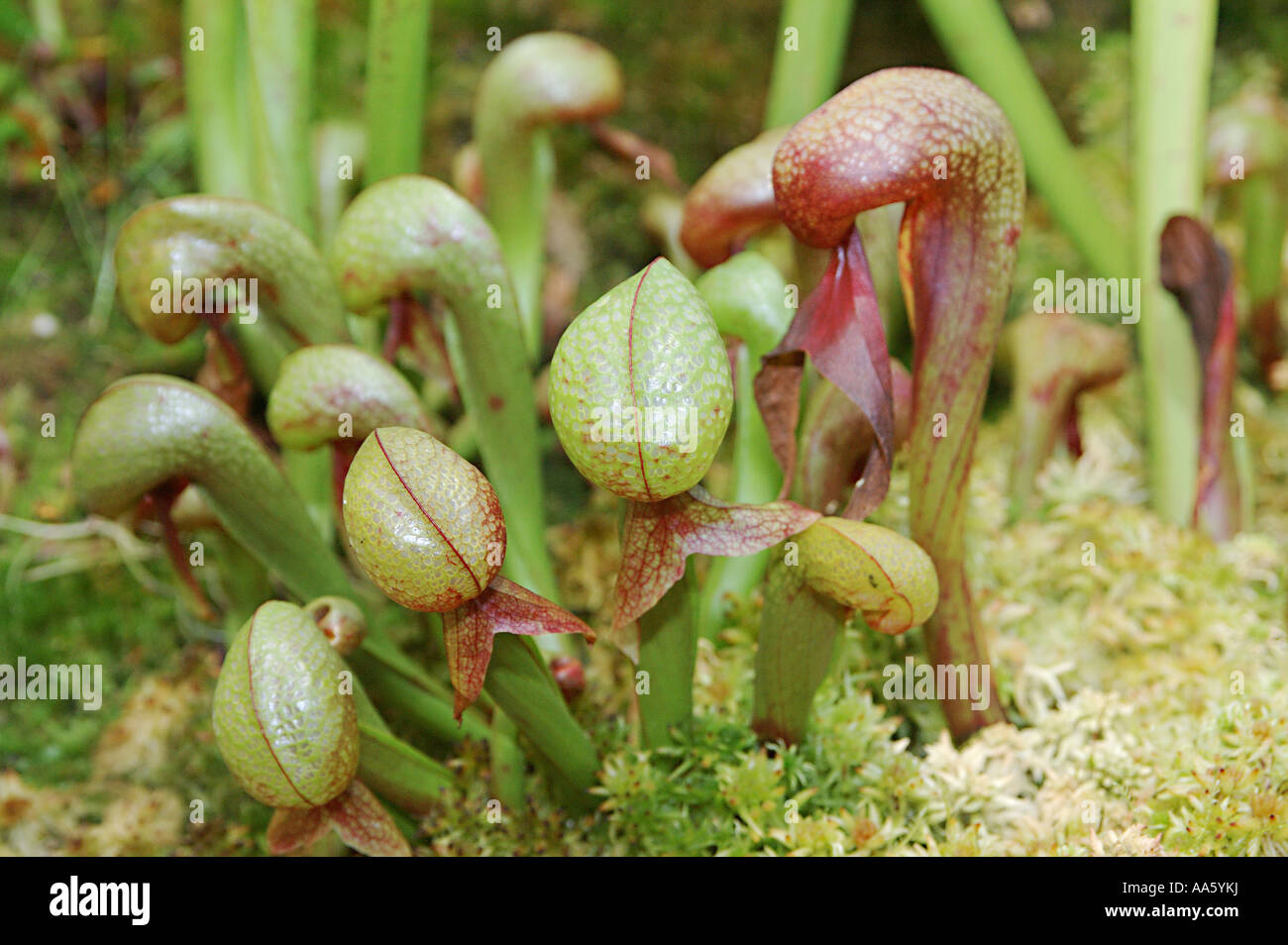 Flower Plant Darlingtonia californica Stock Photo - Alamy