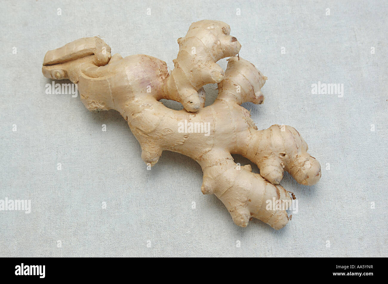 Ginger root, Ayurvedic Medicine Stock Photo - Alamy